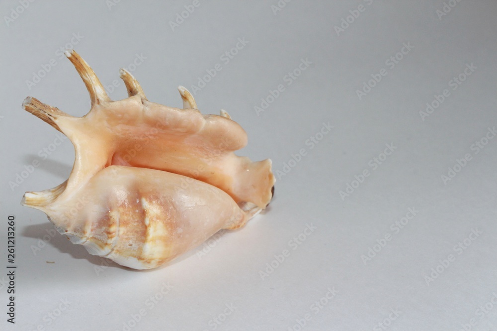 Shell of spider conch, also known as the Lambis lambis, on the gray ...