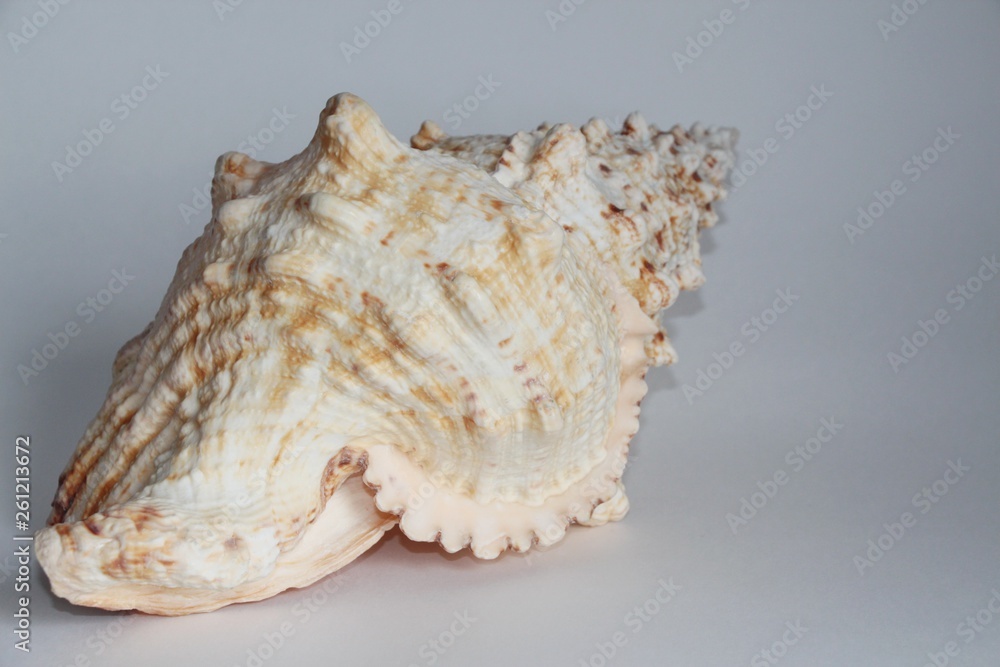Shell of Tutufa bubo, also known as the giant frog snail or giant frog ...
