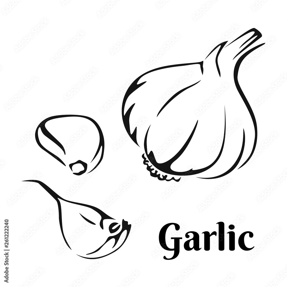 Garlic Vector