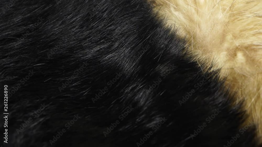 Closeup top view of real animal fur of two colors. White and black ...