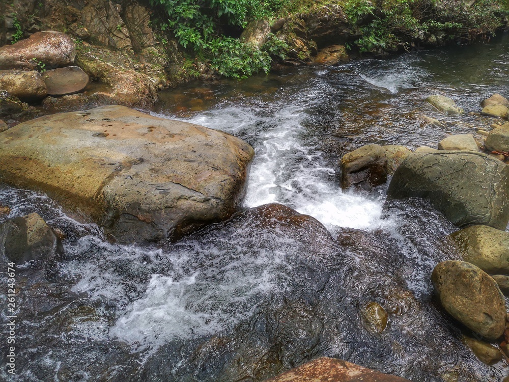 River Bank Forest