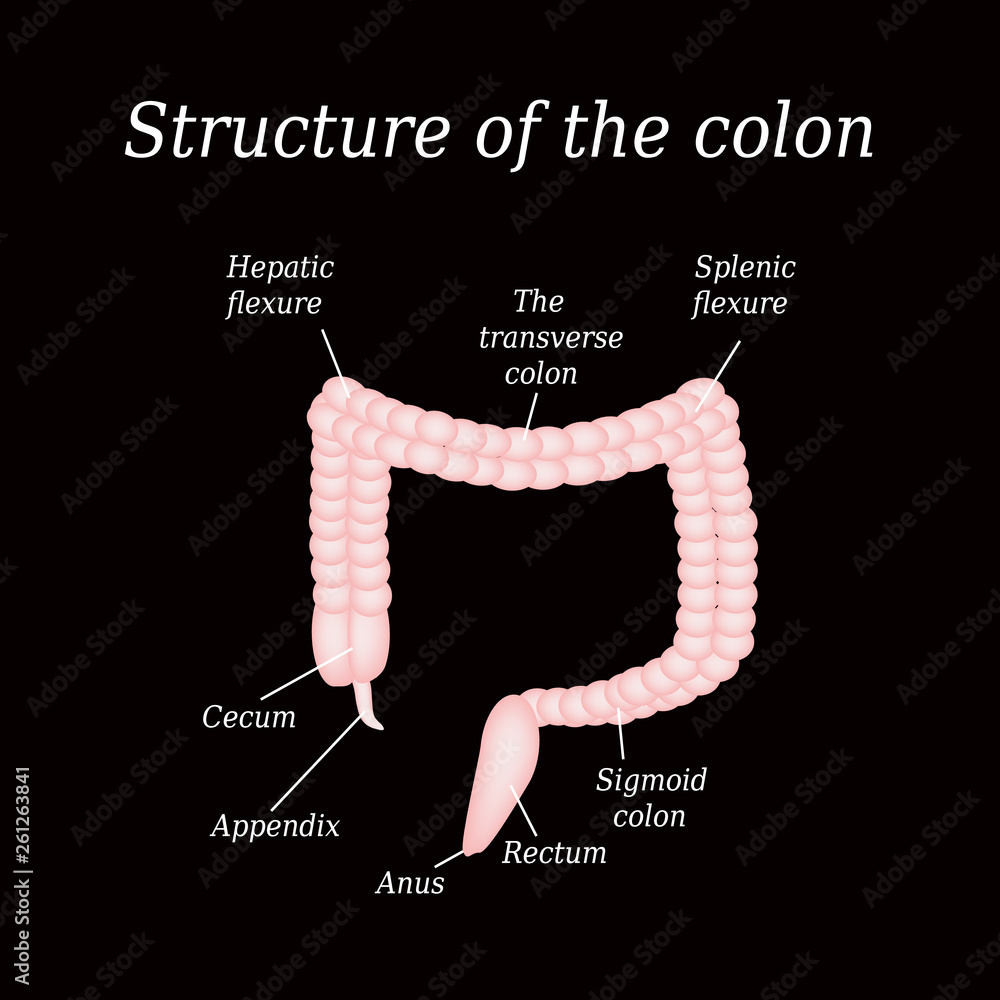The anatomical structure of the colon. Vector illustration on a black ...