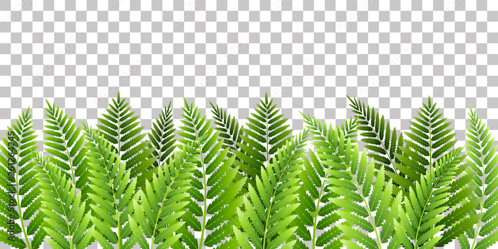 Green fern leaves border on transparent background Stock Vector | Adobe ...