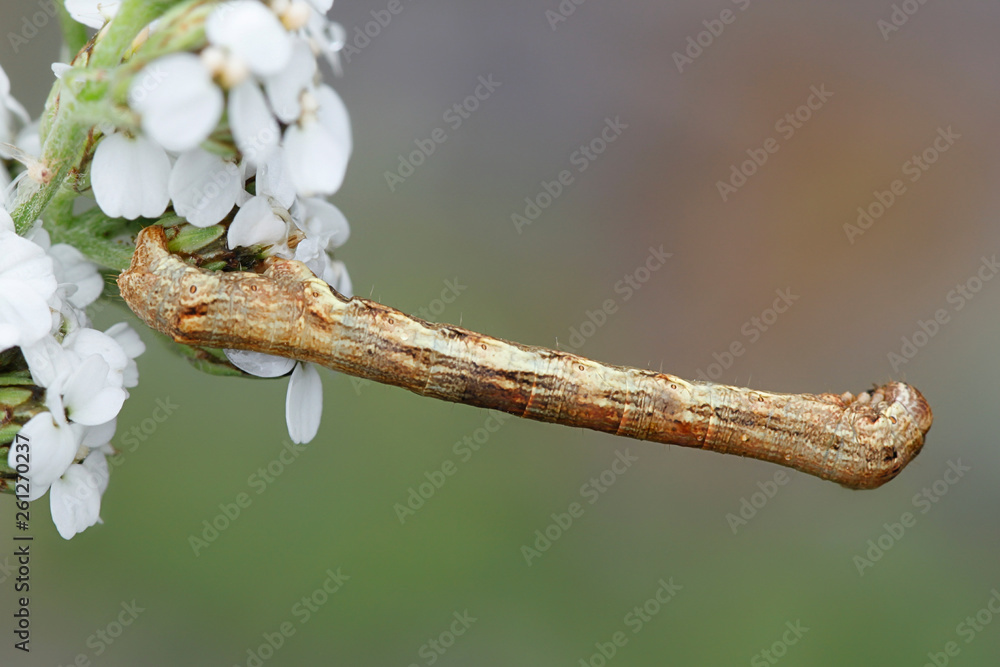 Scalloped Hazel, Odontopera bidentata, a moth larva mimicking a stick ...