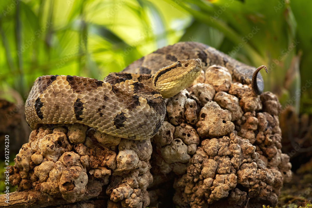 Central American jumping pitviper. Atropoides mexicanus is a venomous ...