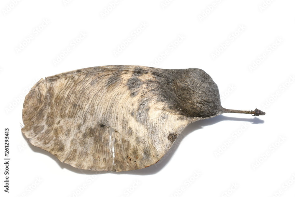 Seed from rosewood tree Tipuana tipu isolated on white background Stock ...