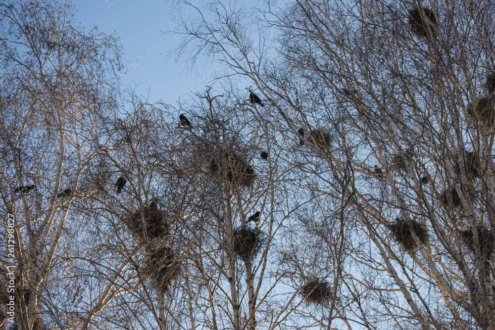 rooks and nests of rooks in the branches of trees Stock Photo | Adobe Stock