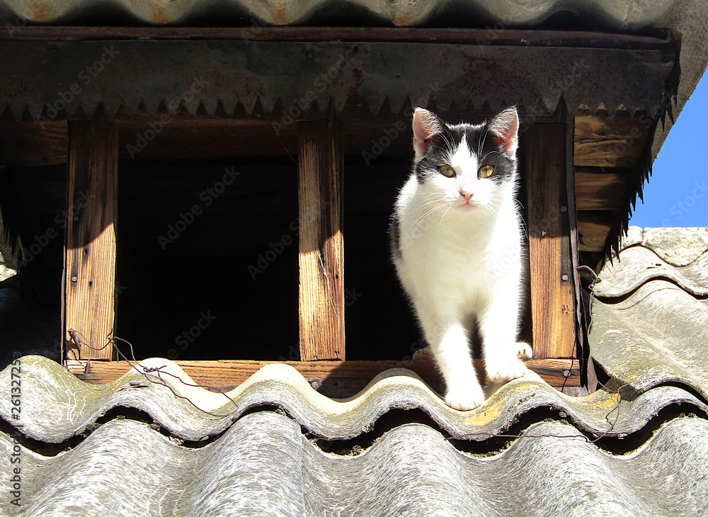 Domestic black and white cat at the attic window on the roof of rustic ...