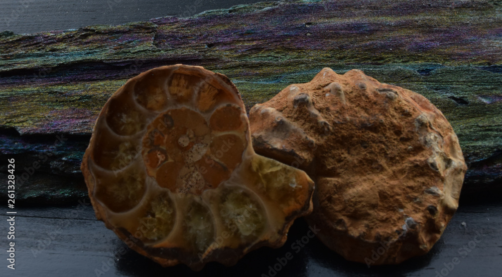 fossil, golden ratio, ammonite, nature, stone, spiral, geology, rock ...