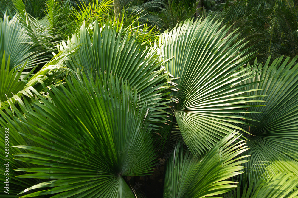 Leaves of corypha umbraculifera or talipot palm Stock Photo | Adobe Stock