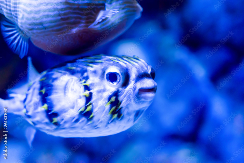 Blurry photo of a porcupine puffer fish freckled porcupinefish in a sea ...