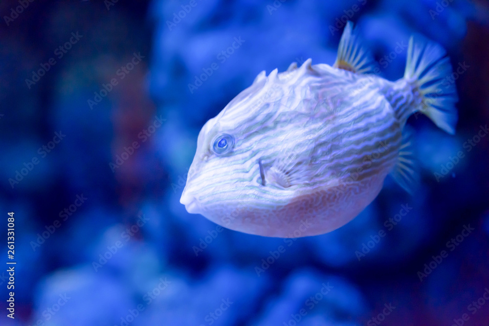 Blurry photo of a porcupine puffer fish freckled porcupinefish in a sea ...