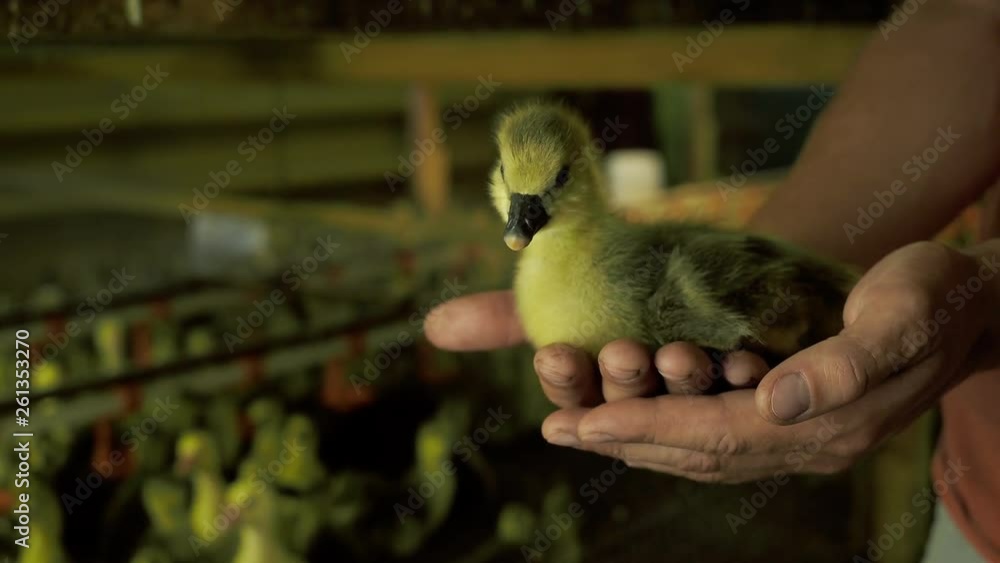 Person holding in hands beautiful pecking newborn duckling from ...