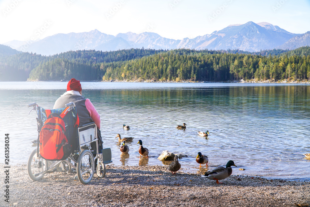 Disabled handicapped woman sitting on wheelchair and feeding bread for ...
