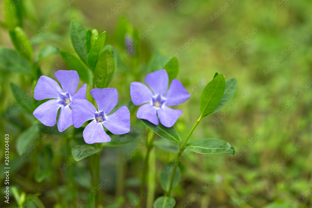 Vinca minor L. - lesser periwinkle, dwarf periwinkle, small periwinkle ...