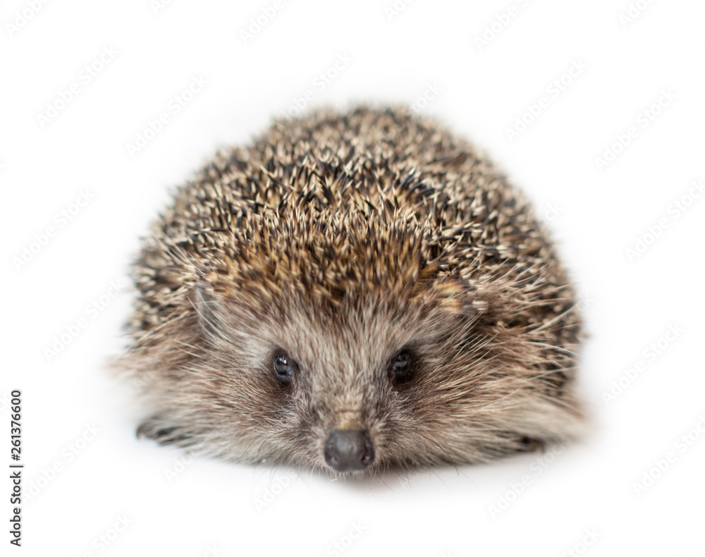 Funny hedgehog isolated on white Stock Photo | Adobe Stock
