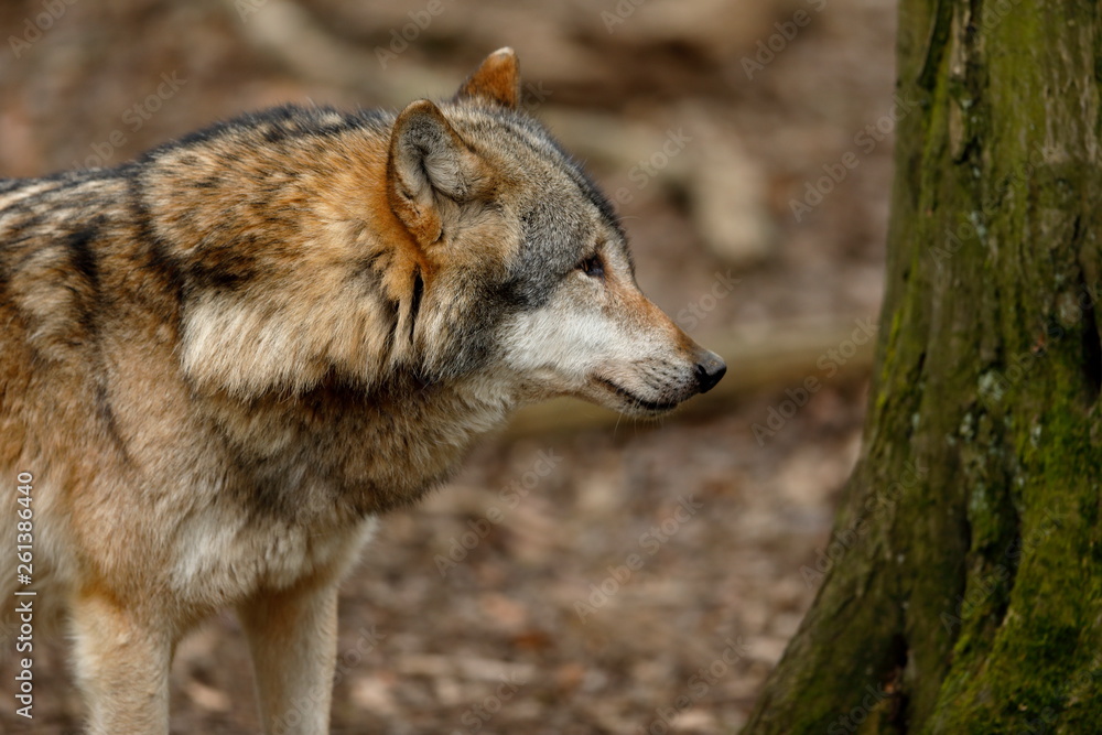 Der Wolf im Wald Stock Photo | Adobe Stock