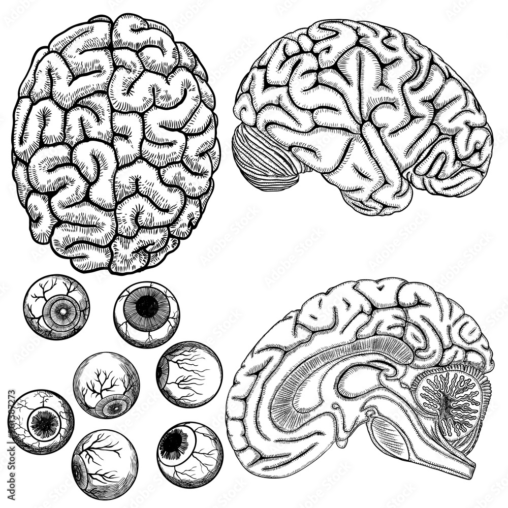 Brain With Eyes Drawing