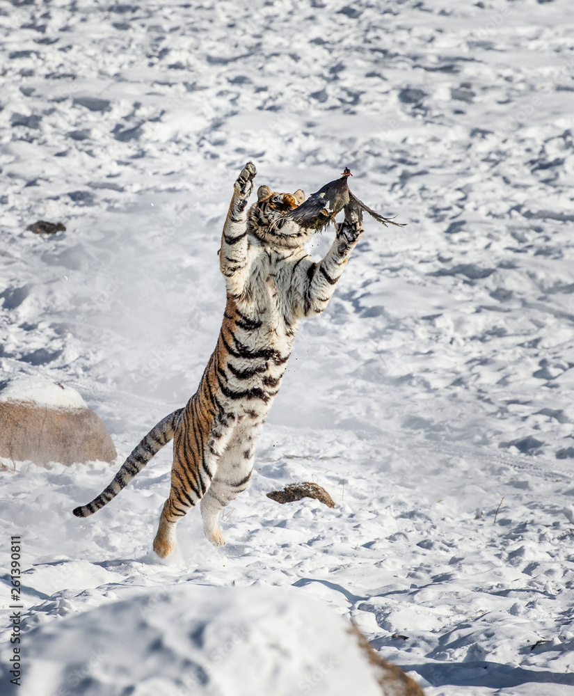 Siberian (Amur) tiger in a jump catches its prey. Very dynamic shot ...
