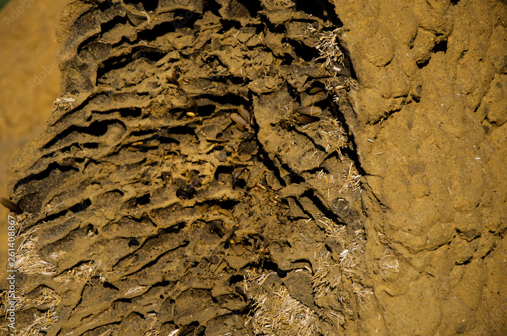 Foto de Inside a Termite mound, showing the Termites and the structure ...