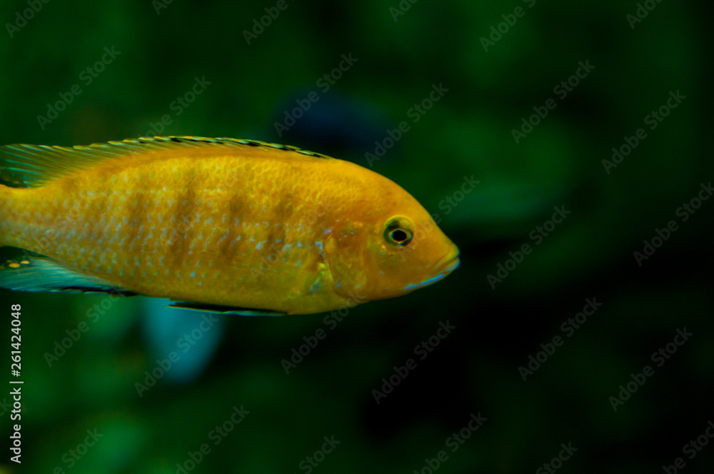 Small yellow aquarium fish. Labidochromis gallow or dwarf cichlid Stock ...