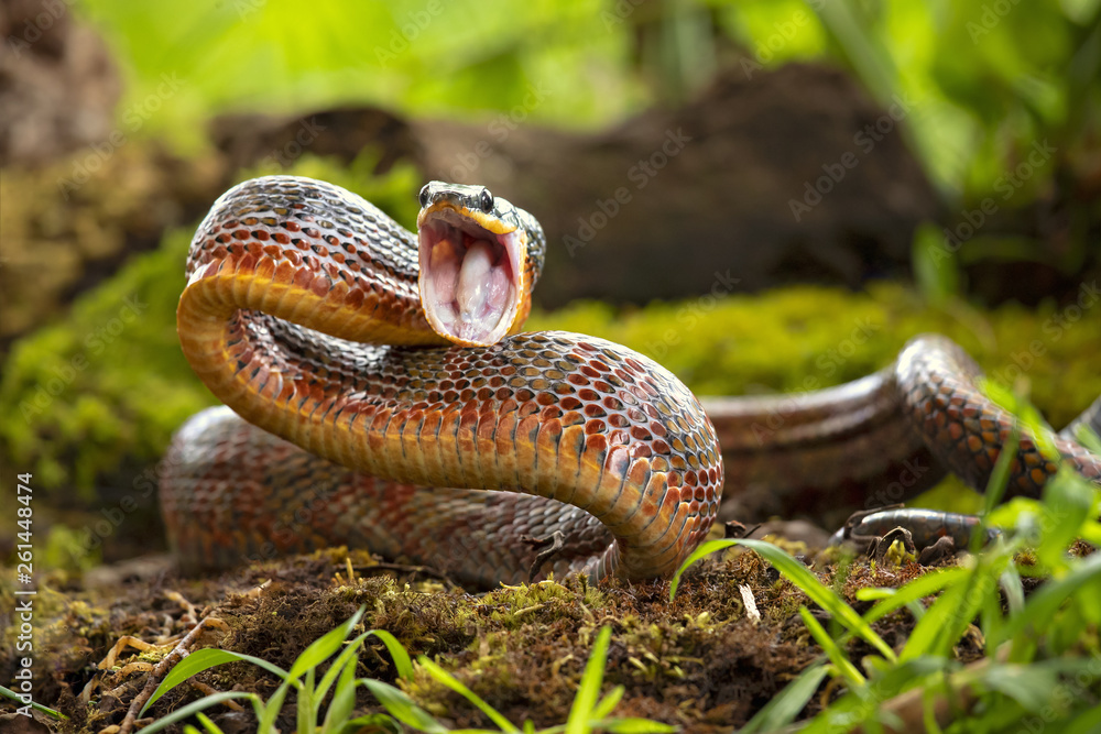 Puffing Snake - Phrynonax poecilonotus is a species of nonvenomous ...