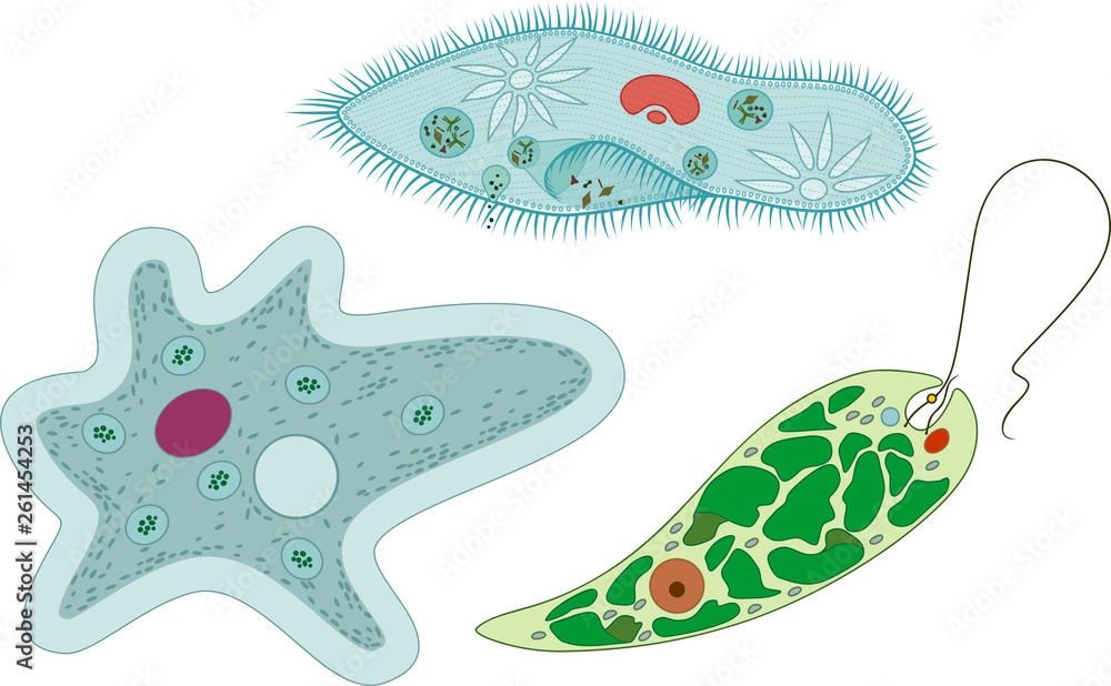 Unicellular Organisms Amoeba