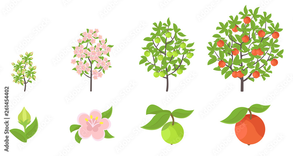 Apple tree growth stages. Vector illustration. Ripening period ...