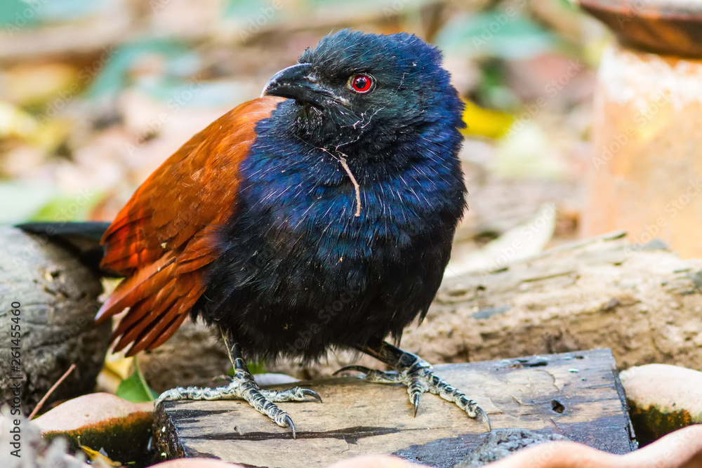 Beautiful bird greater coucal or crow pheasant (Centropus sinensis ...