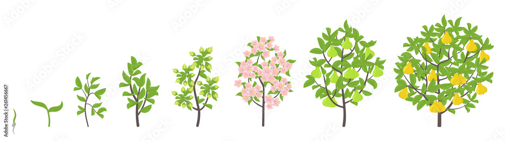 Pear tree growth stages. Vector illustration. Ripening period ...