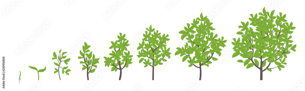Tree growth stages. Vector illustration. Ripening period progression ...
