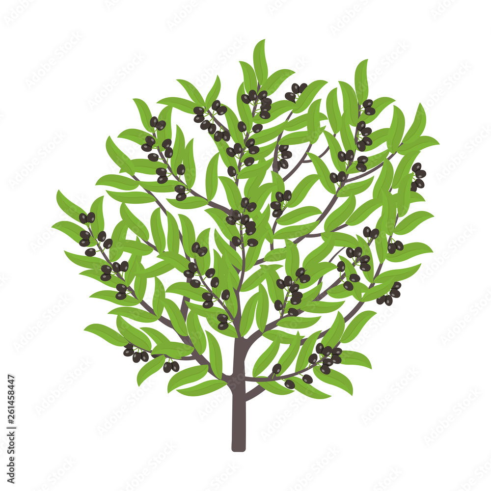 Olive Tree Clipart