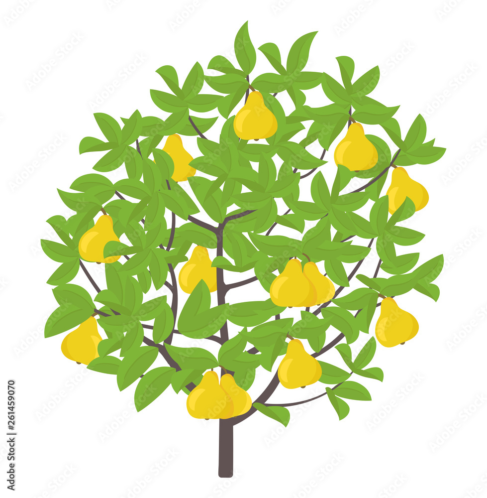 Pear Tree Drawing