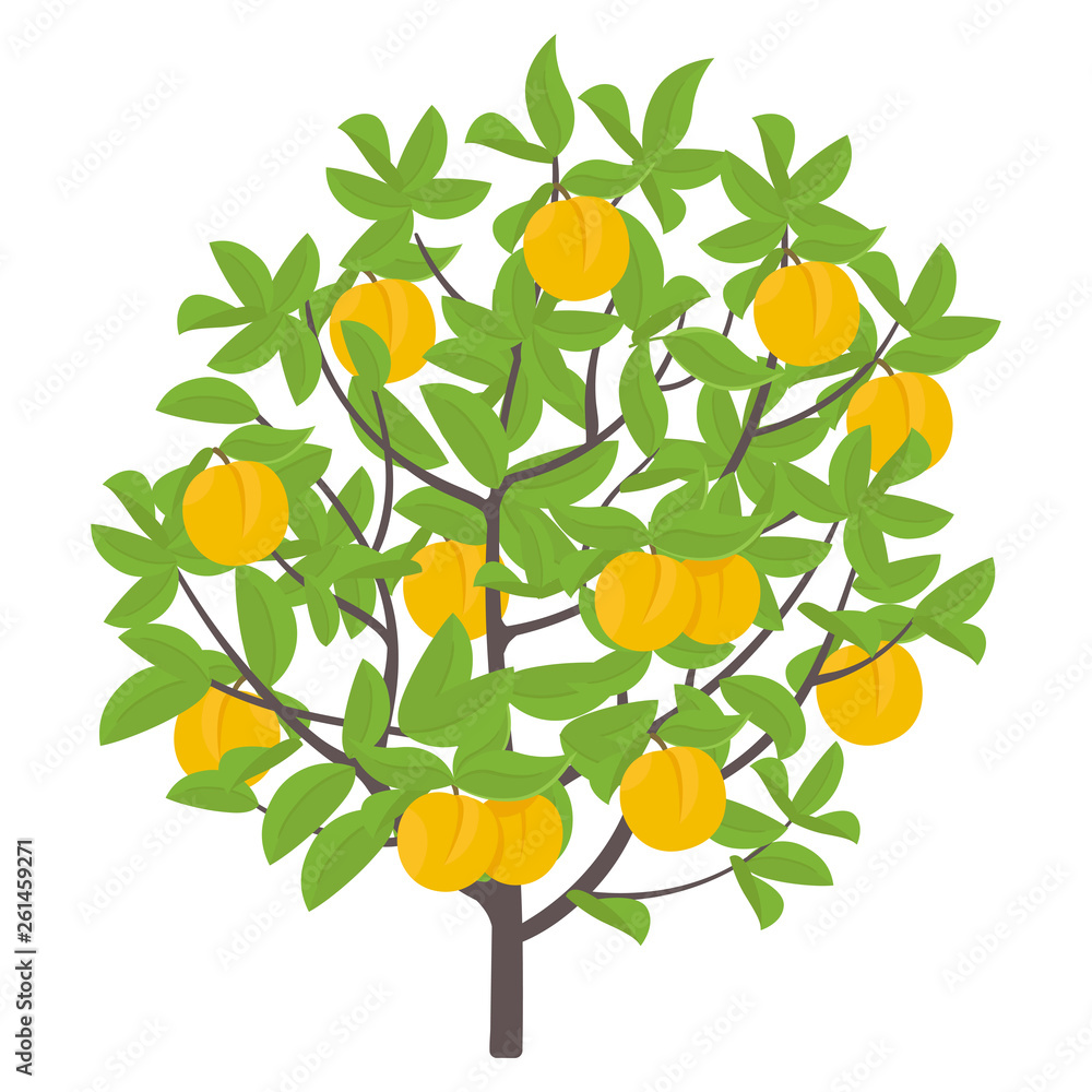 Peach tree. Vector illustration. Fruit tree nectarine plant. Flat ...