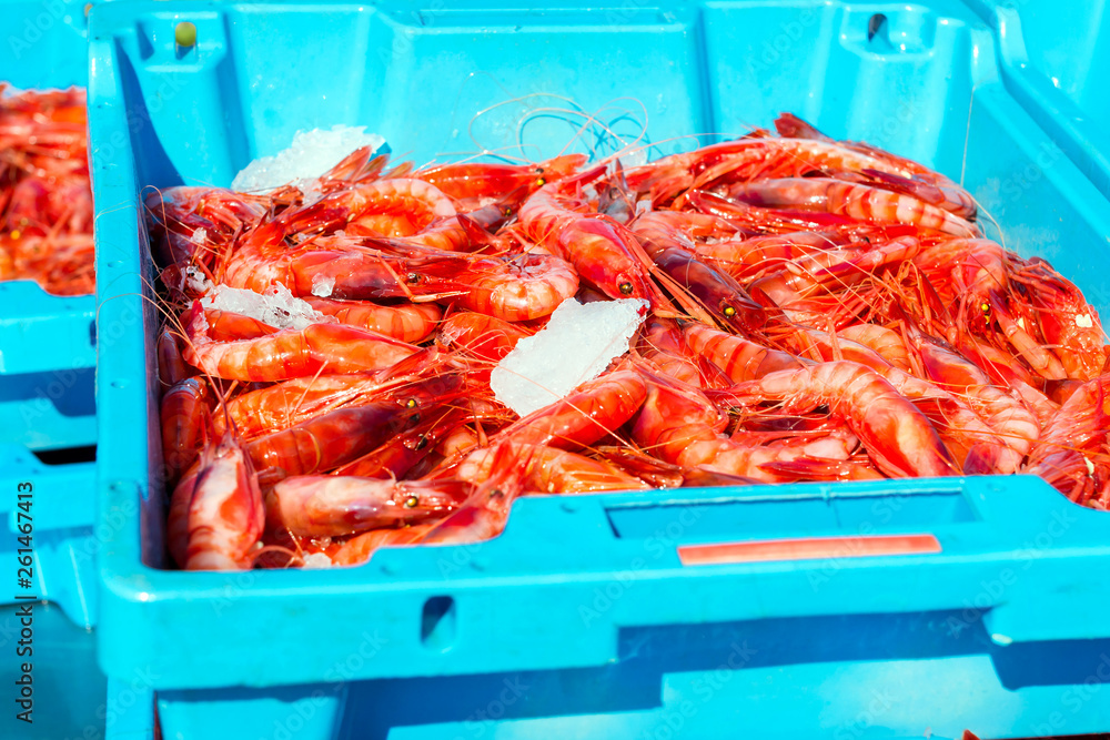 Blue plastic containers with catch of sea Royal shrimps, ocean prawns ...