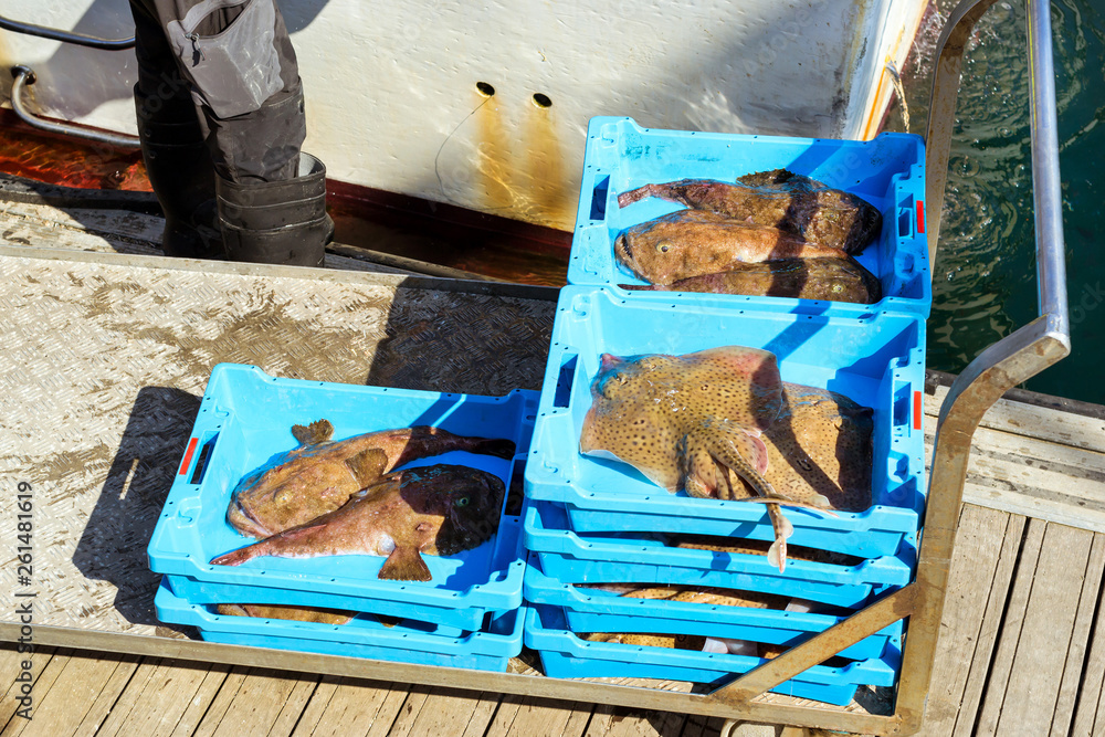 Blue plastic containers with catch of sea Electric Stingray and ...