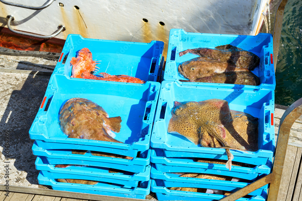 Blue plastic containers with catch of sea Electric Stingray, redfish ...