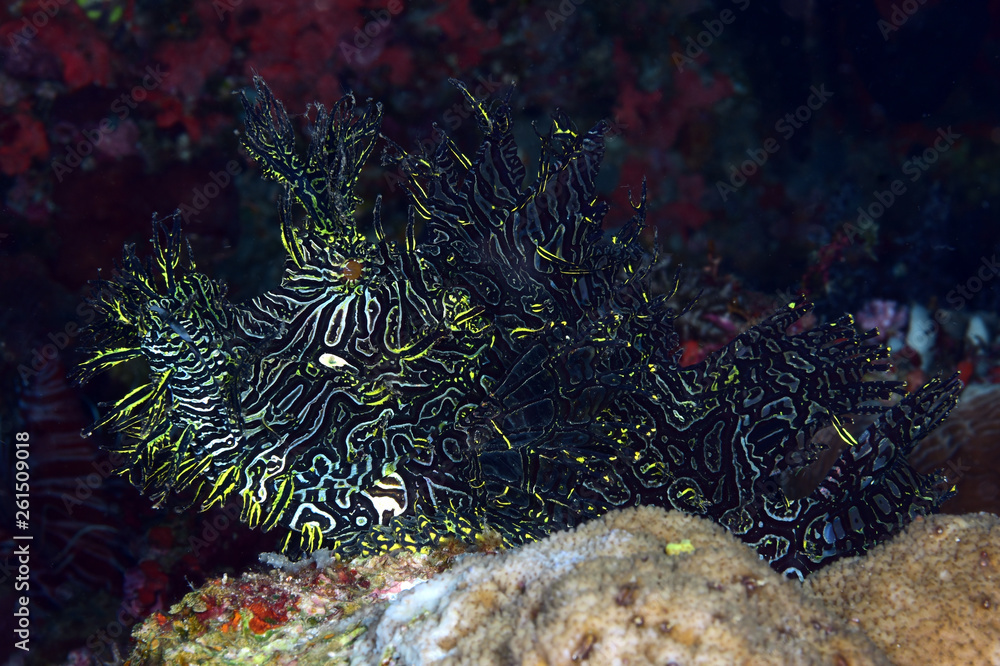 Incredible Underwater World - Lacy scorpionfish - Rhinopias aphanes ...