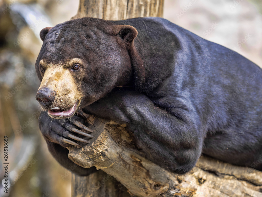 Malayan sun bear, Helarctos malayanus, has enormous claws on its front ...