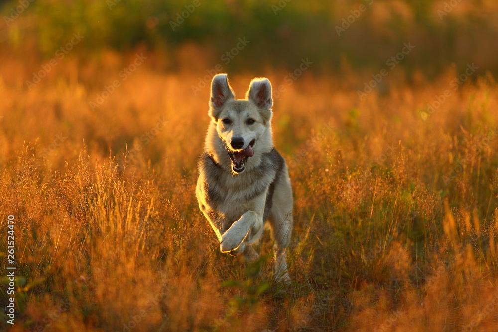 Dog Walking Front View
