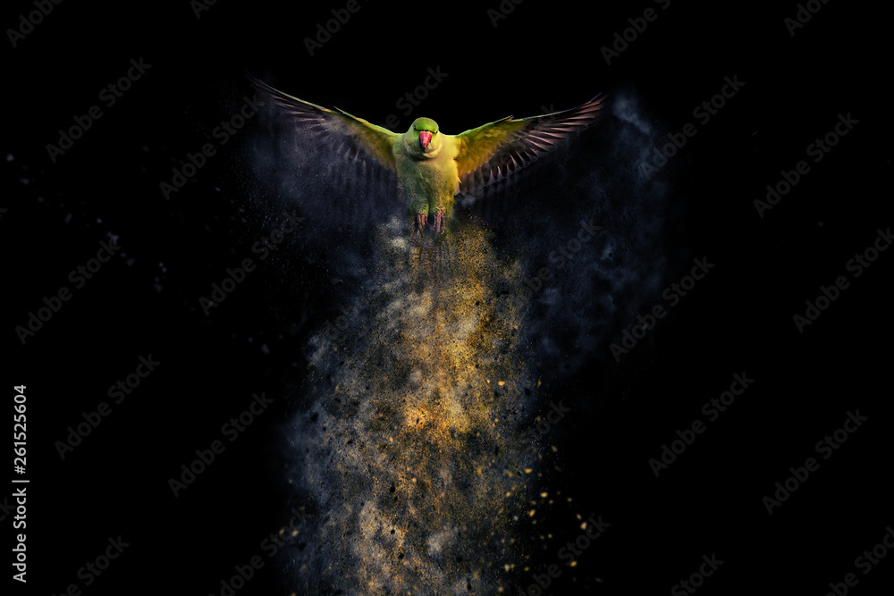 Poster Flying bird – Wall Art | UkPosters
