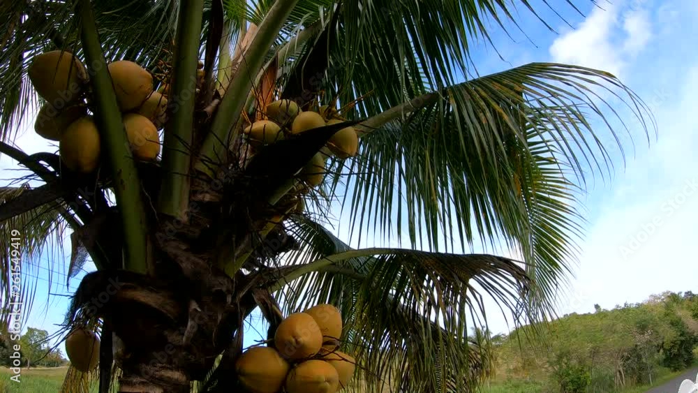Coconut palm tree in a garden in Guadeloupe. Lesser Antilles, Caribbean ...