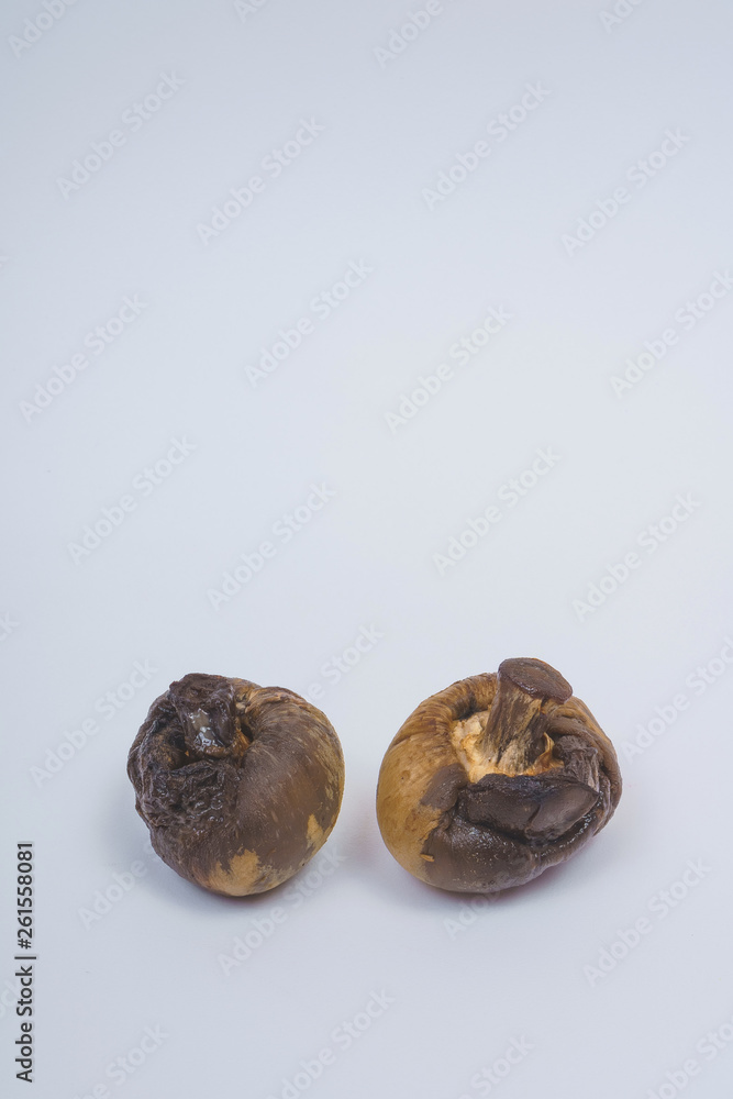 Spoiled mushroom champignon on a white background. Dried inedible ...
