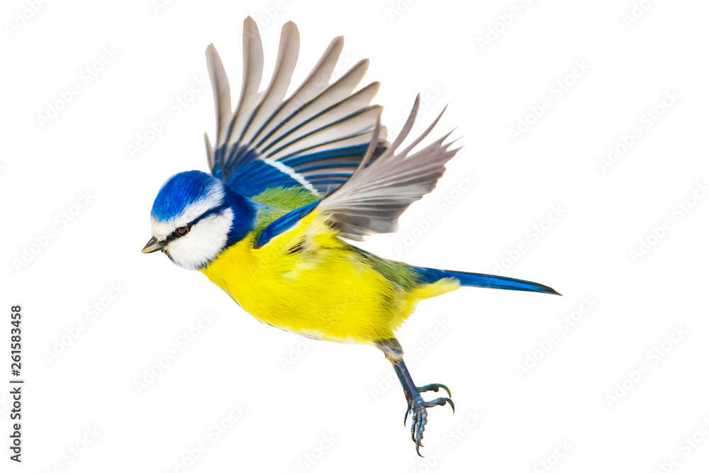 Bird Flying White Background