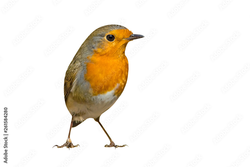 Robin White Background