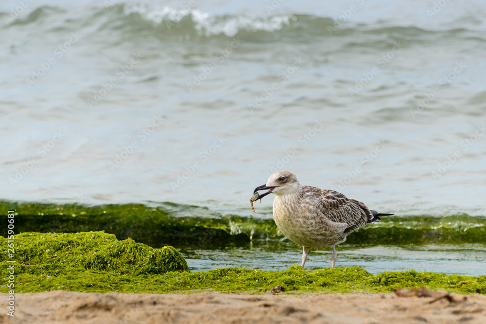 Sea gull with prey in its beak. Fat seagull on the beach holds in its ...