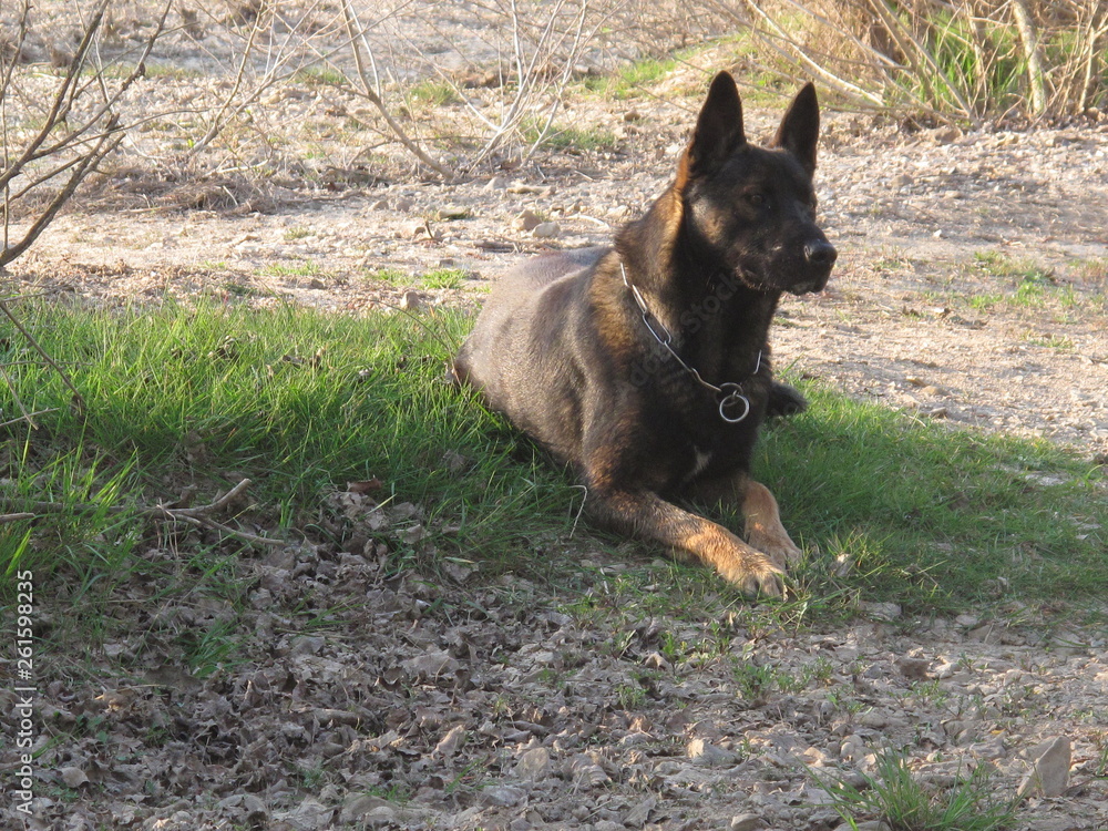 berger belge malinois Stock Photo | Adobe Stock