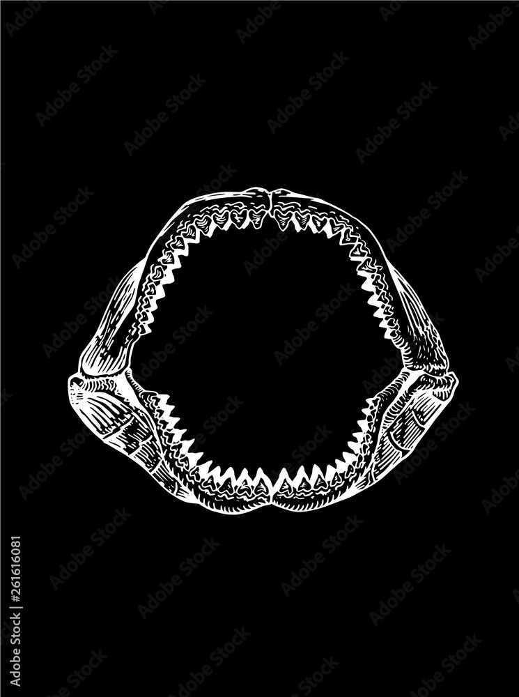 Shark Jaw Vector