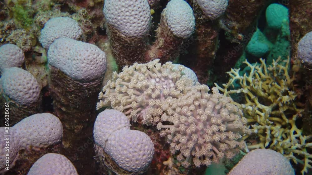 Fish and corals of the Red Sea. Coral reef in the Red Sea, Abu Dub ...