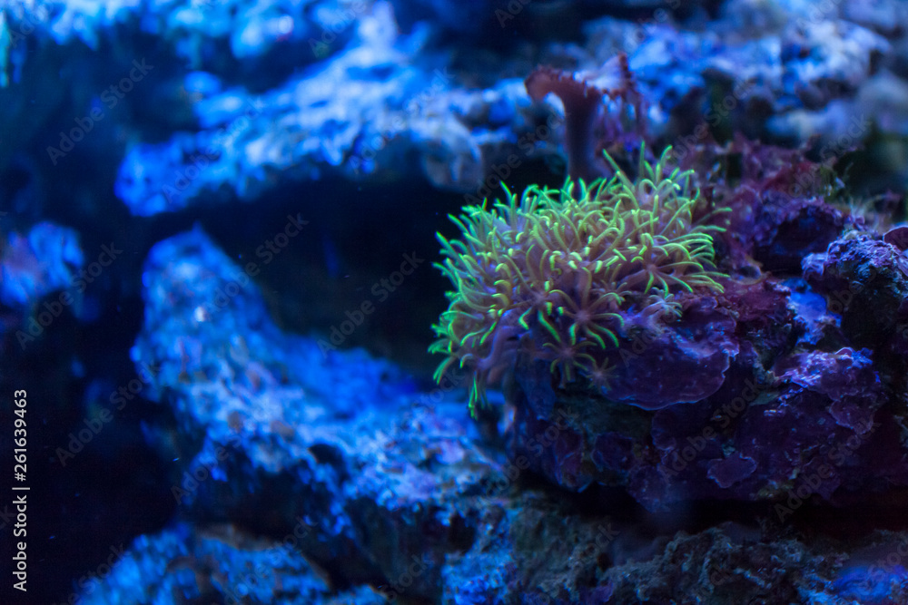 Photo & Art Print sea anemone in coral reefs, atasmsk